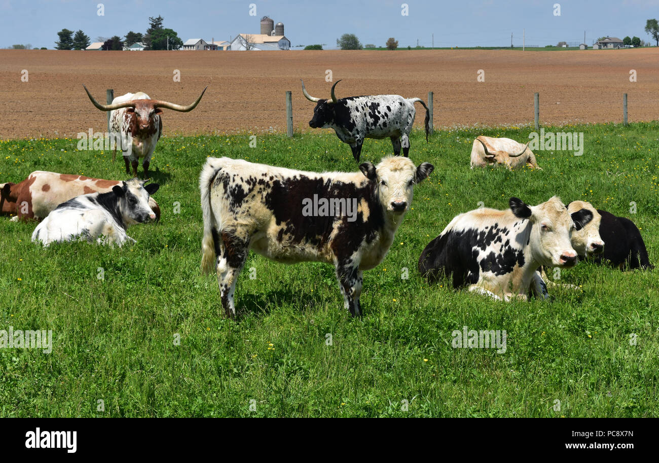 Spotted cows in a grass field in Lancaster County Pennsylvania Stock ...
