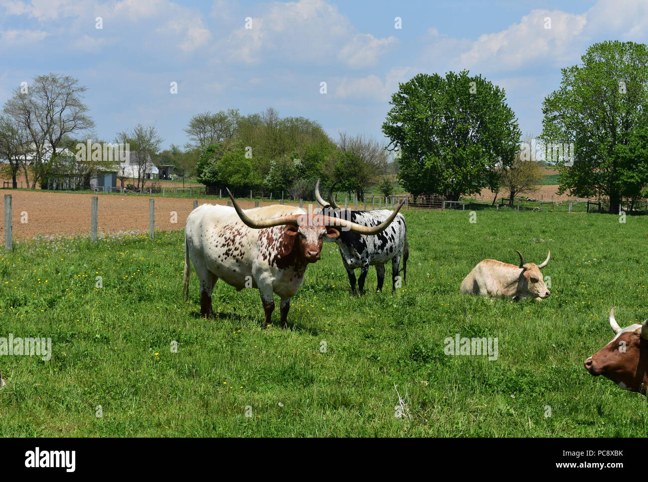 Beautiful farm with longhorn cattle on a spring day Stock Photo - Alamy