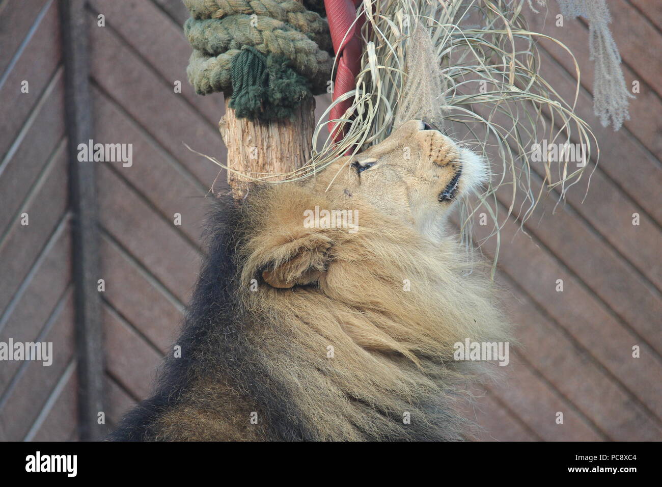Lion looking up and head held high is curious and interested in hanging ...