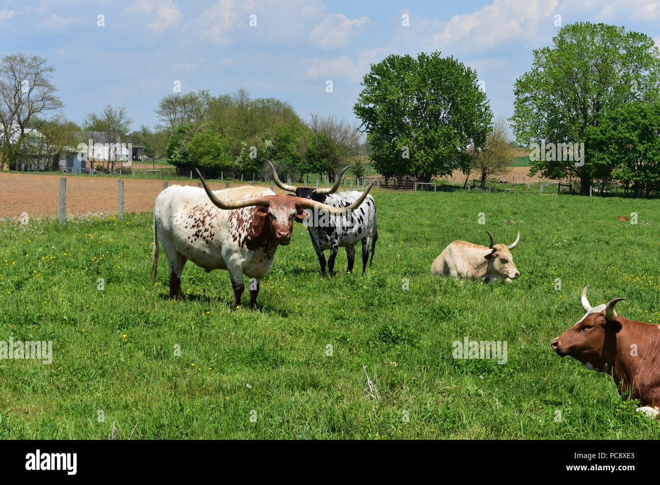 Farm with longhorn cattle in Lancaster County Stock Photo - Alamy