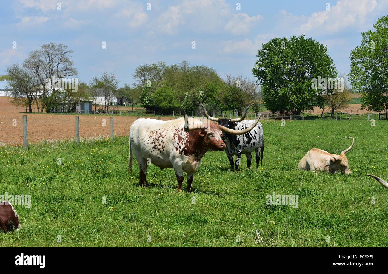 Longhorn cows on a farm in Lancaster County Stock Photo - Alamy