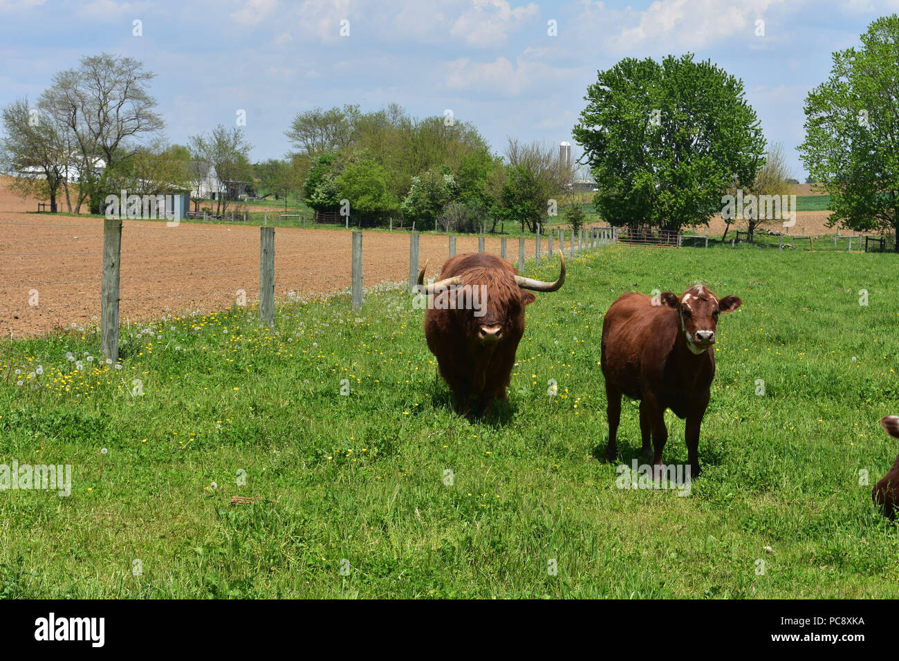 Farm paddock with a precious pair of brown cows Stock Photo - Alamy