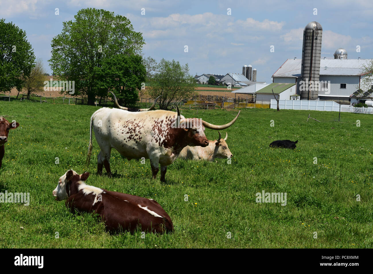 Cows in pennsylvania pasture hi-res stock photography and images - Alamy