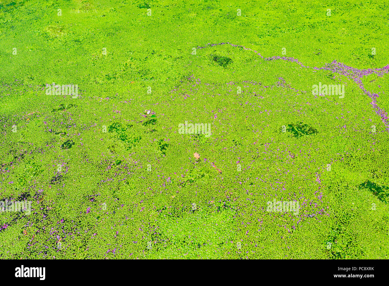 Common duckweed, Lemna minor, covering the water surface of a small ...