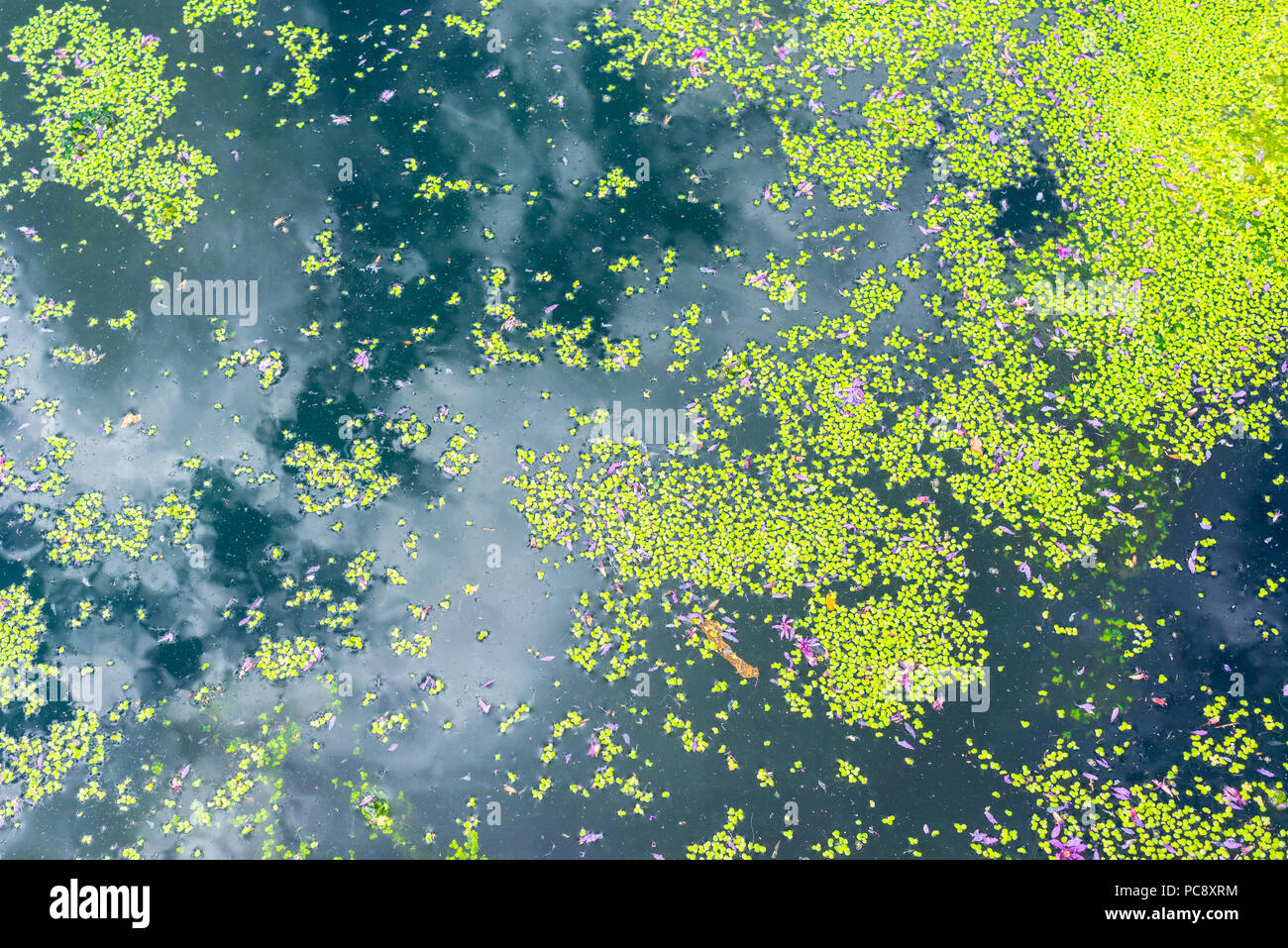 Common duckweed, Lemna minor, covering the water surface of a small ...