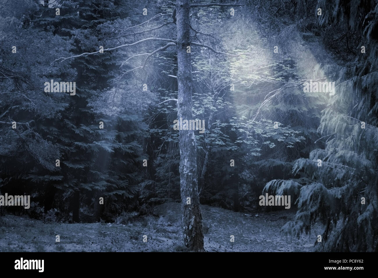 Forest clearing night hi-res stock photography and images - Alamy
