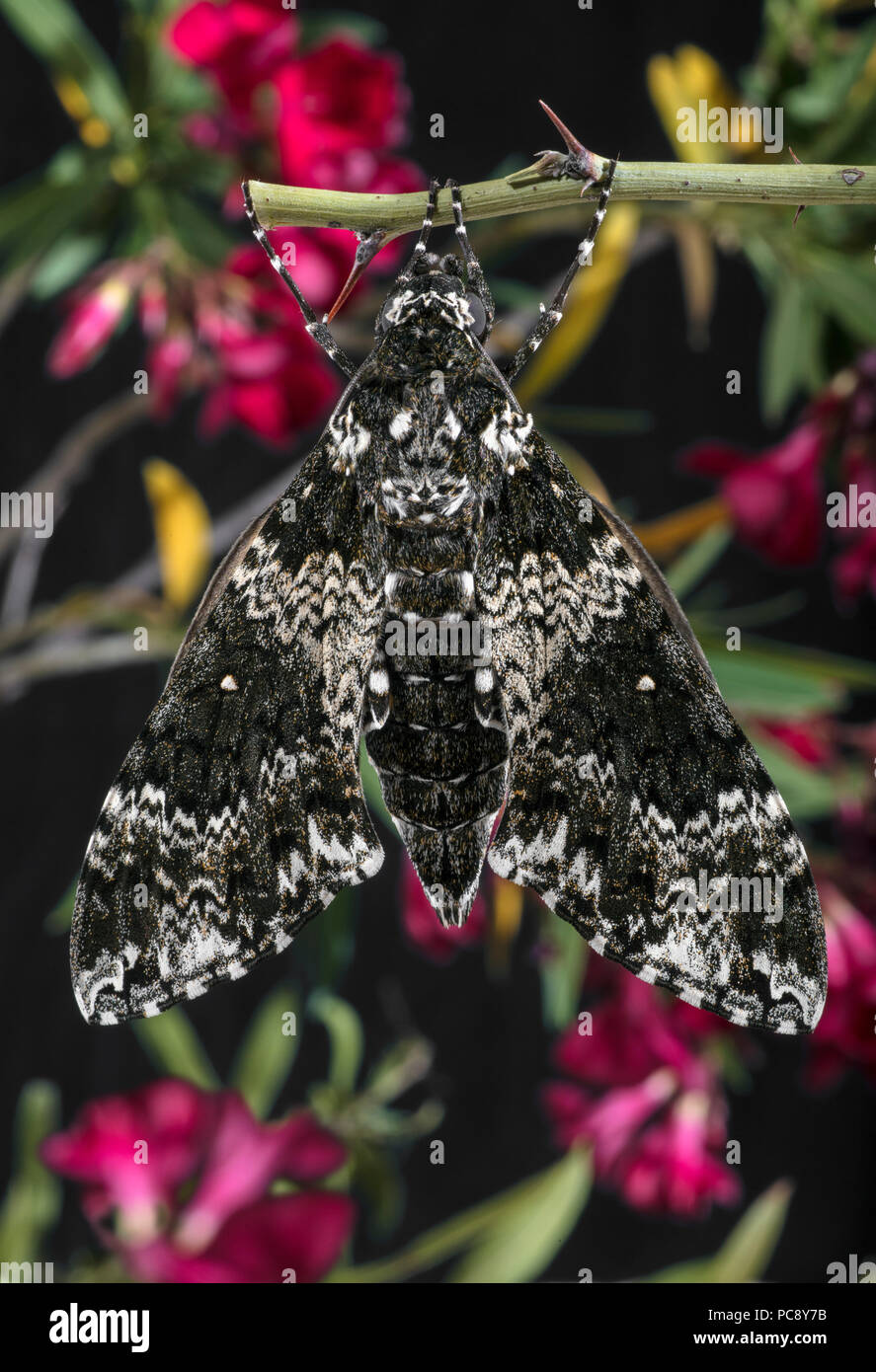 Rustic Sphinx Moth Newly Emerged & Pumping Up Wings Manduca rustica ...