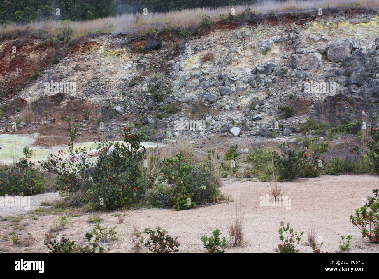 Ohia plants growing out of volcanic rock with steam rising through hot ...
