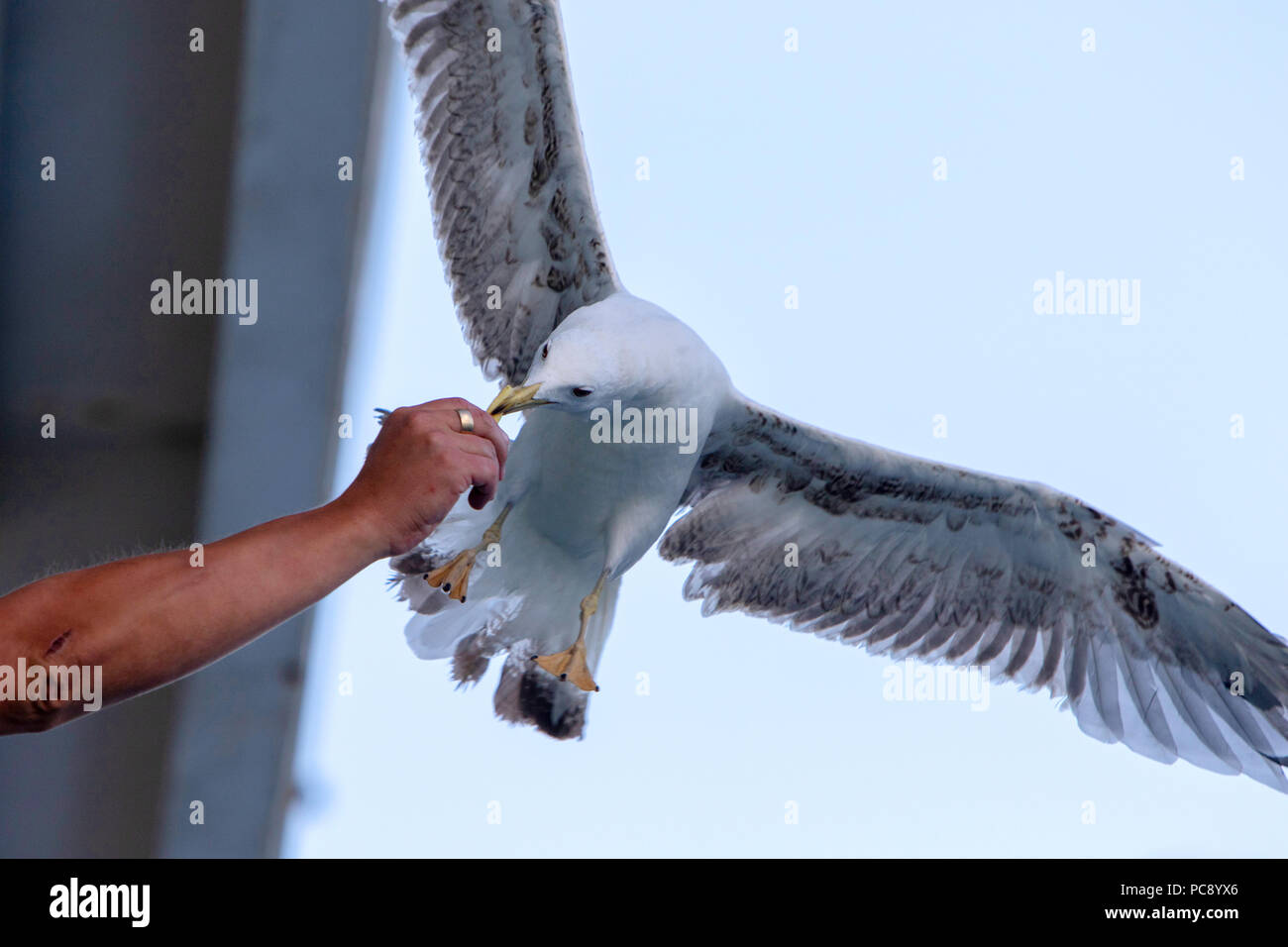 Mediterranean gull Ichthyaetus melanocephalus flying over the ...