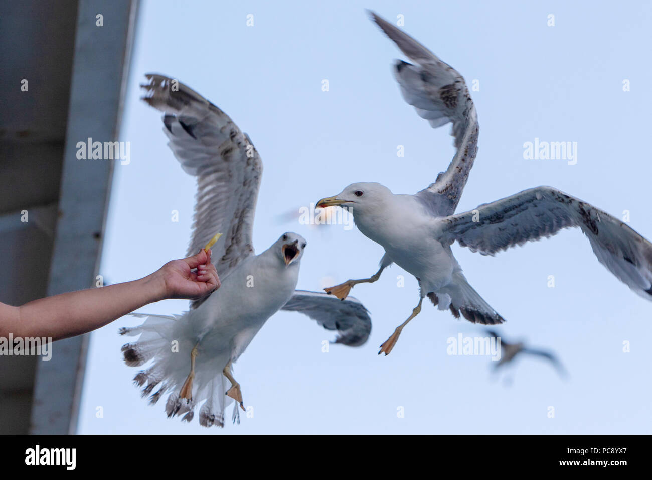 Mediterranean gull Ichthyaetus melanocephalus flying over the ...