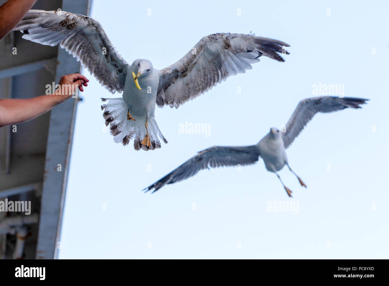 Mediterranean gull Ichthyaetus melanocephalus flying over the ...