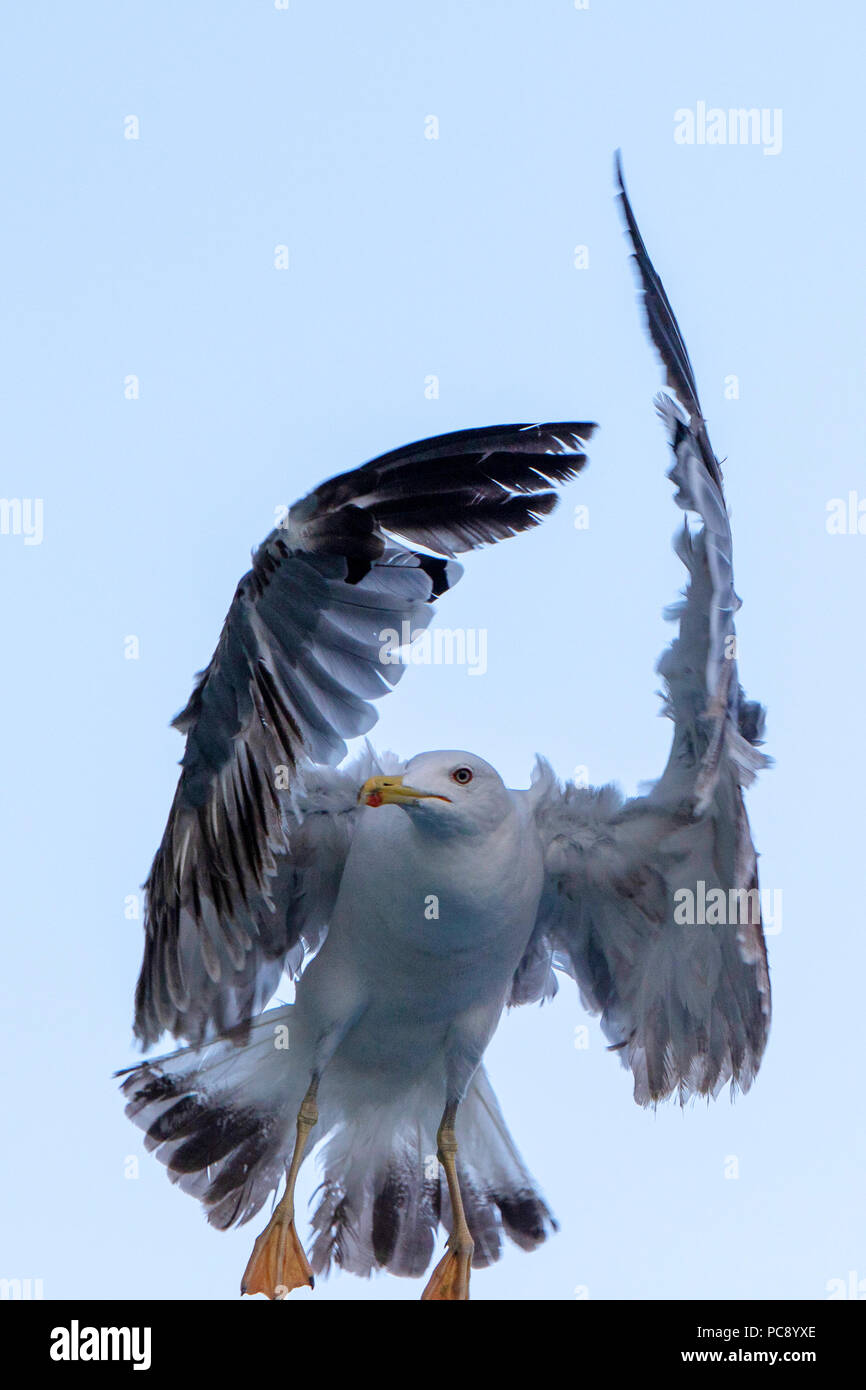 Mediterranean gull Ichthyaetus melanocephalus flying over the ...