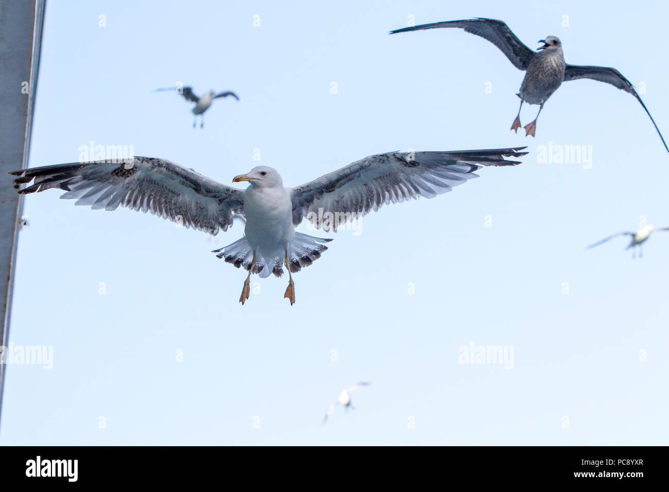 Mediterranean gull Ichthyaetus melanocephalus flying over the ...