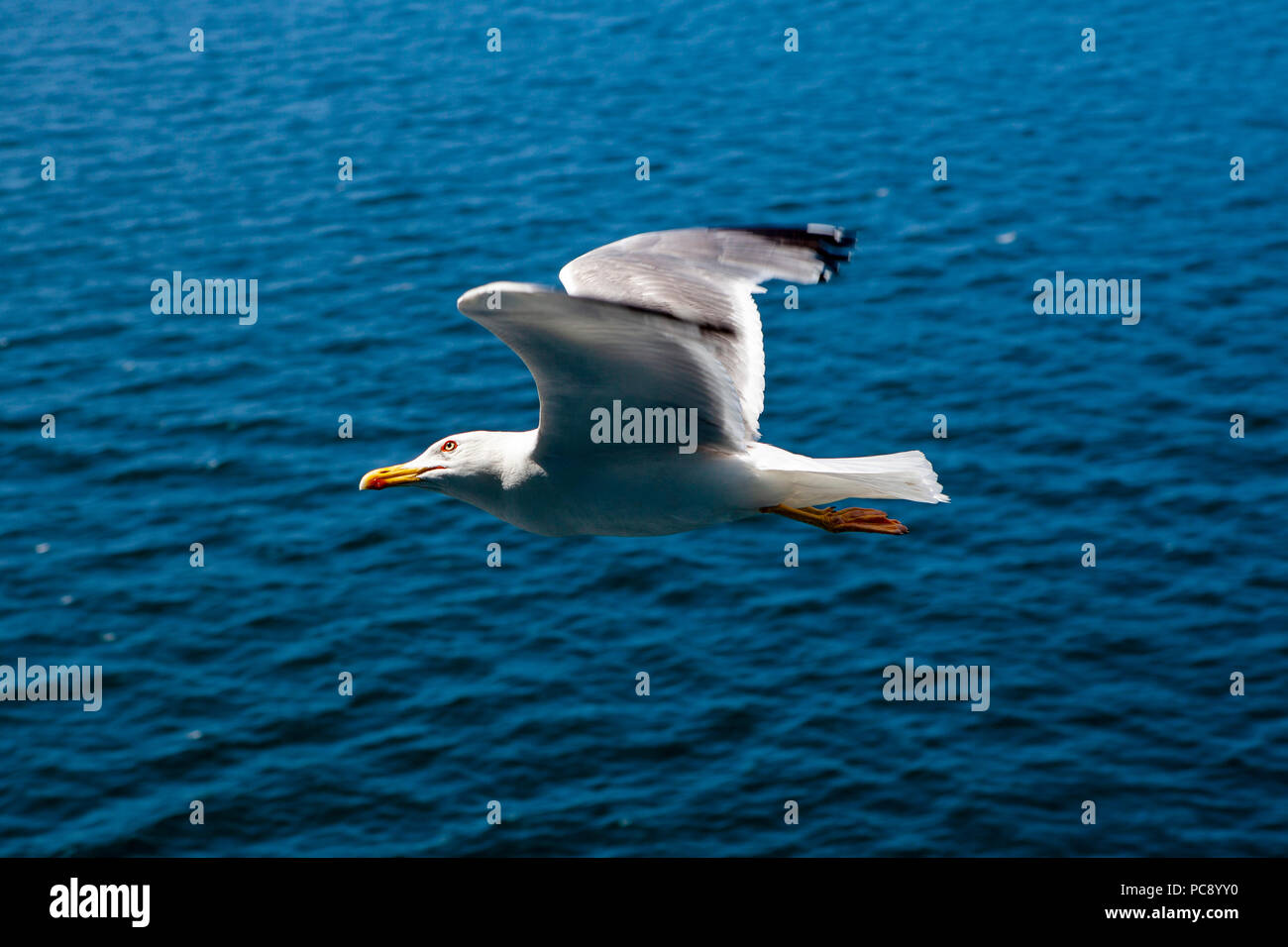 Mediterranean gull Ichthyaetus melanocephalus flying over the ...