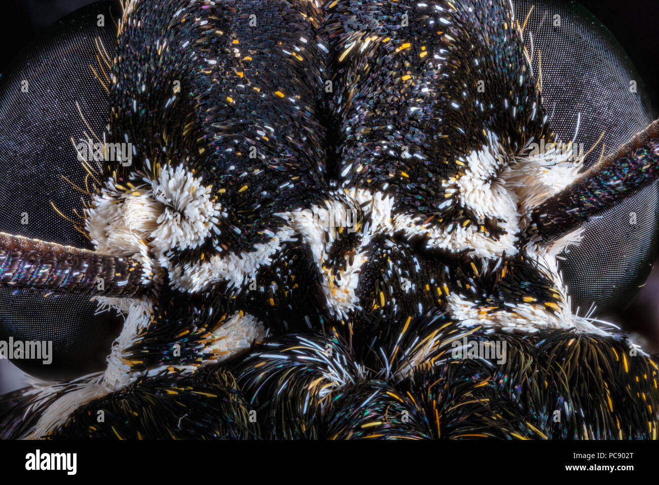 Rustic Sphinx Moth Top of Head showing Compound Eyes, Manduca rustica ...