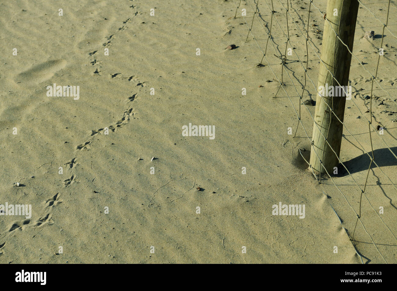 Line of bird tracks in wind blown beach sand next to a weathered fence ...