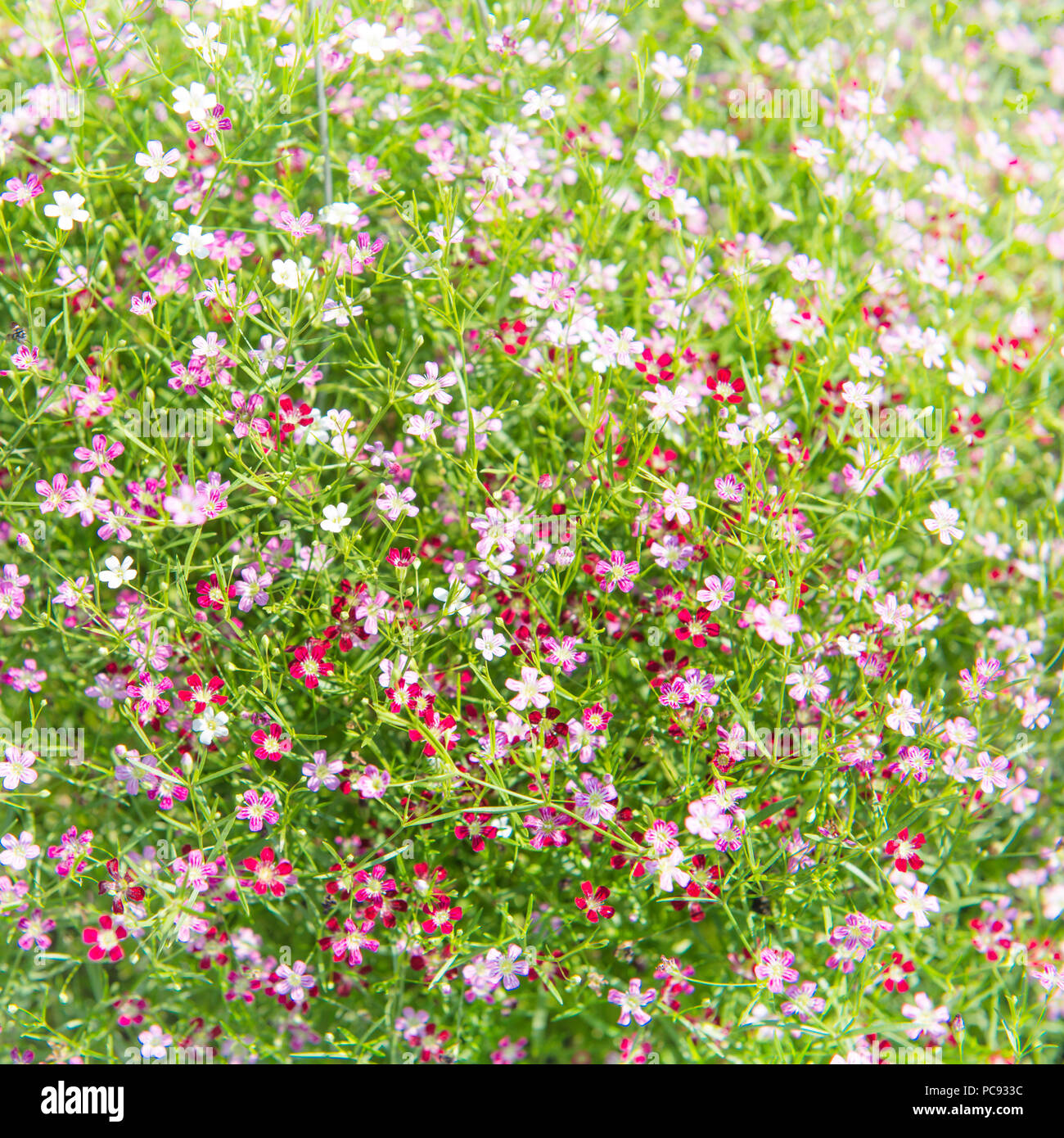 Gypsophila gypsy flowers hi-res stock photography and images - Alamy