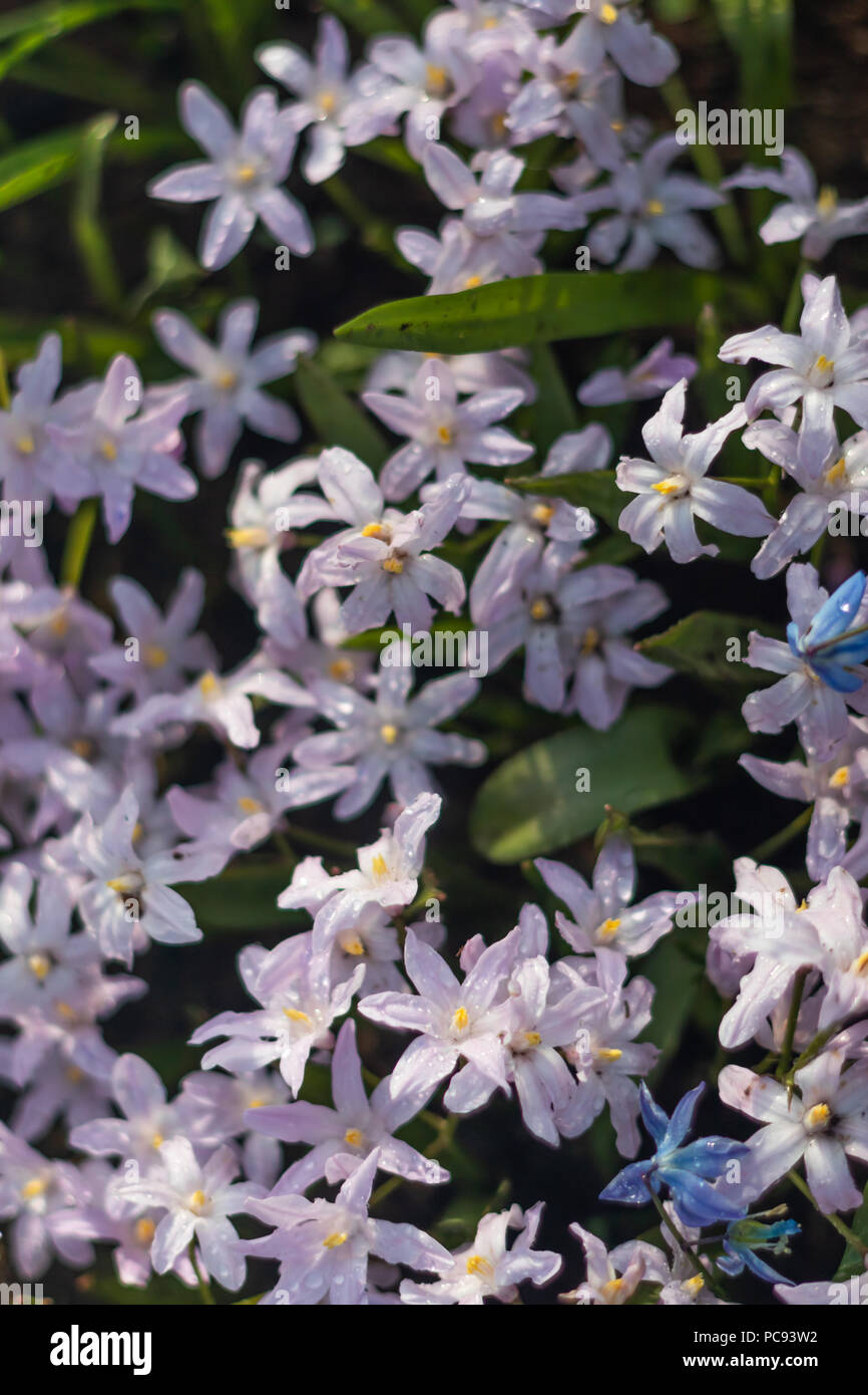 Purple flowers field hi-res stock photography and images - Alamy