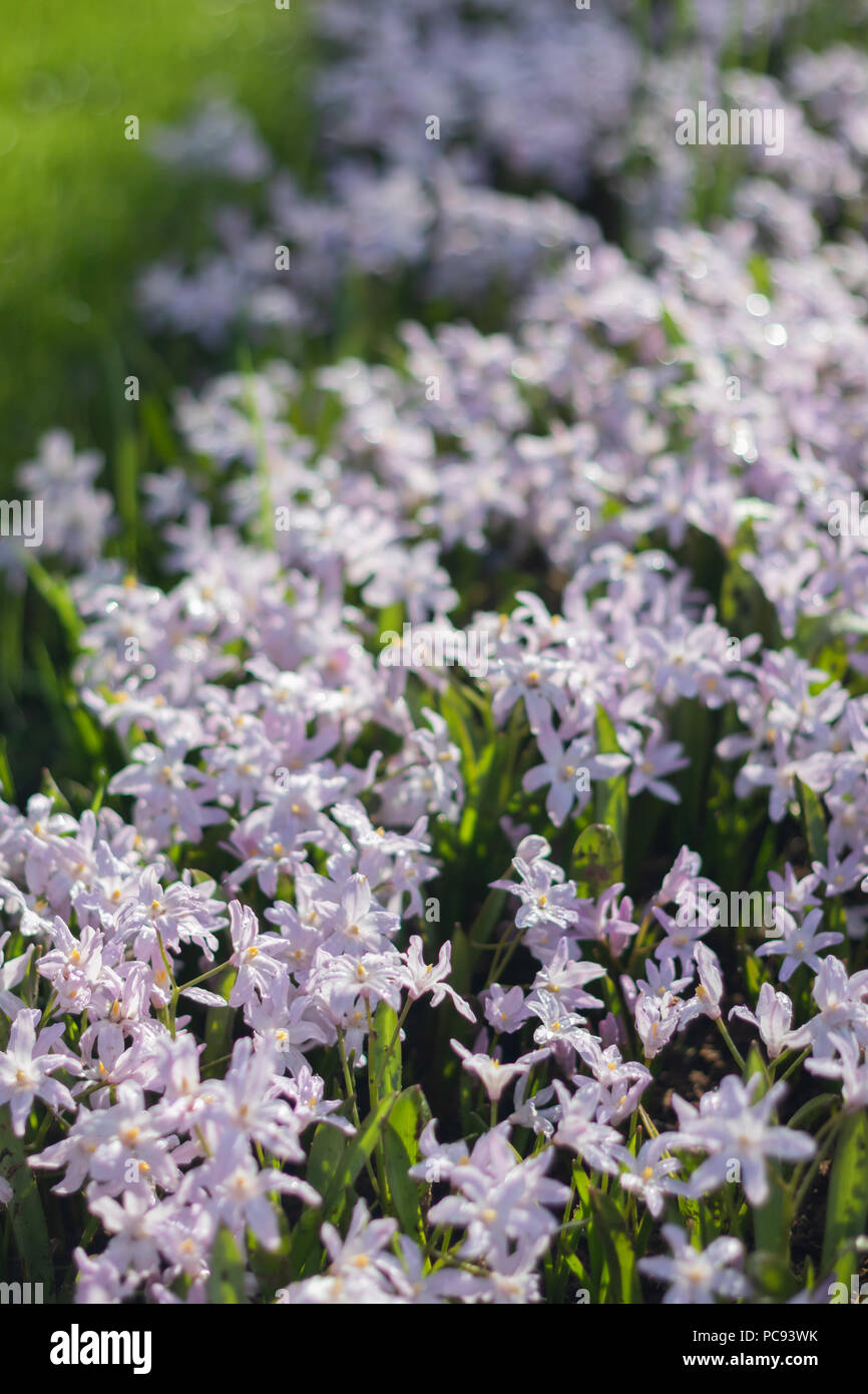 Many small little purple flowers field in Koukenhof, Netherlands Stock ...