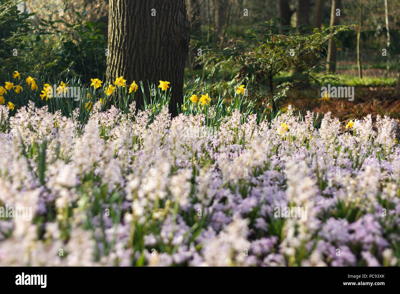 Many little light purple flowers hi-res stock photography and images ...