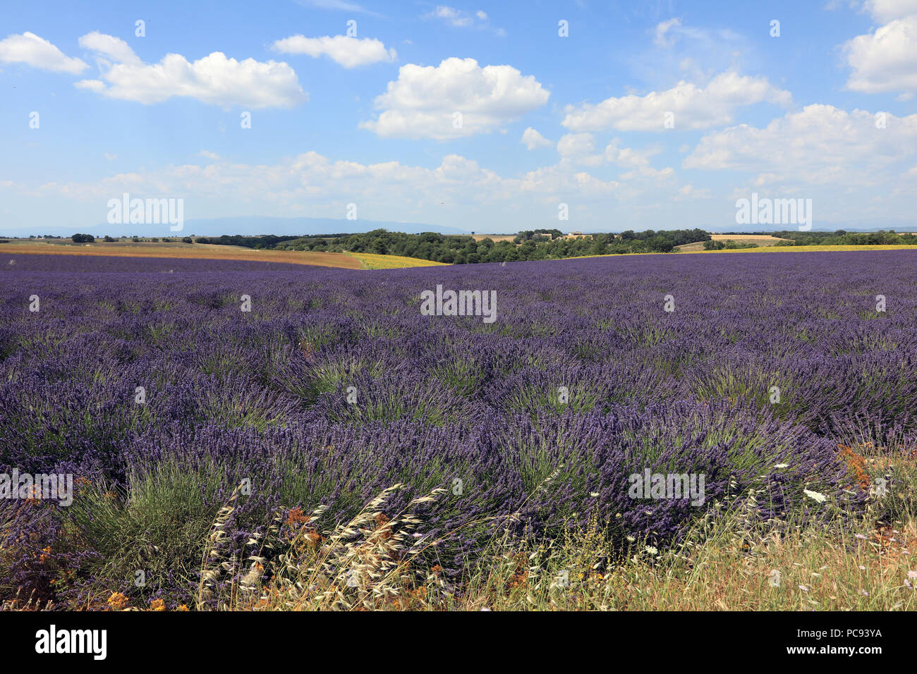 Lavender Growing in French Provence Stock Photo - Alamy