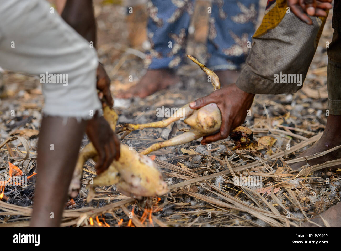 Chicken sacrifice voodoo hi-res stock photography and images - Alamy