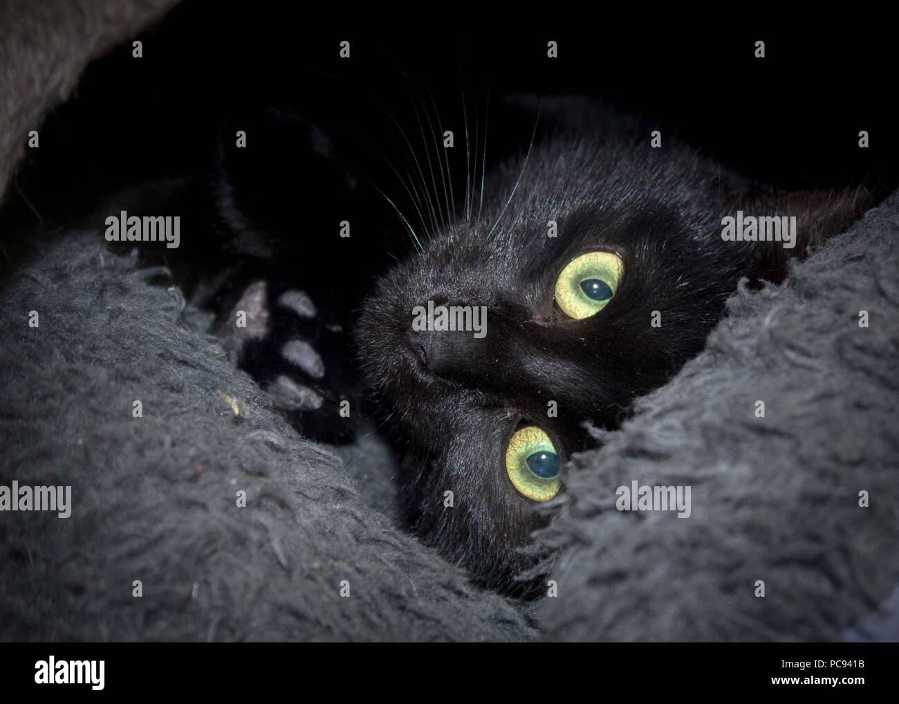 Sneaky pictures or photographs hi-res stock photography and images - Alamy