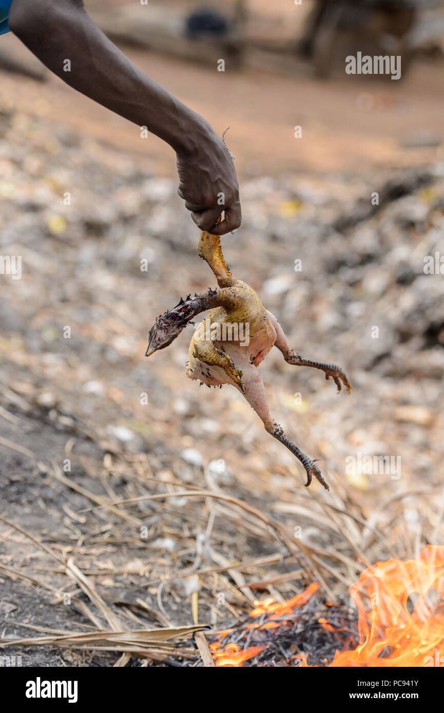 Chicken sacrifice voodoo hi-res stock photography and images - Alamy