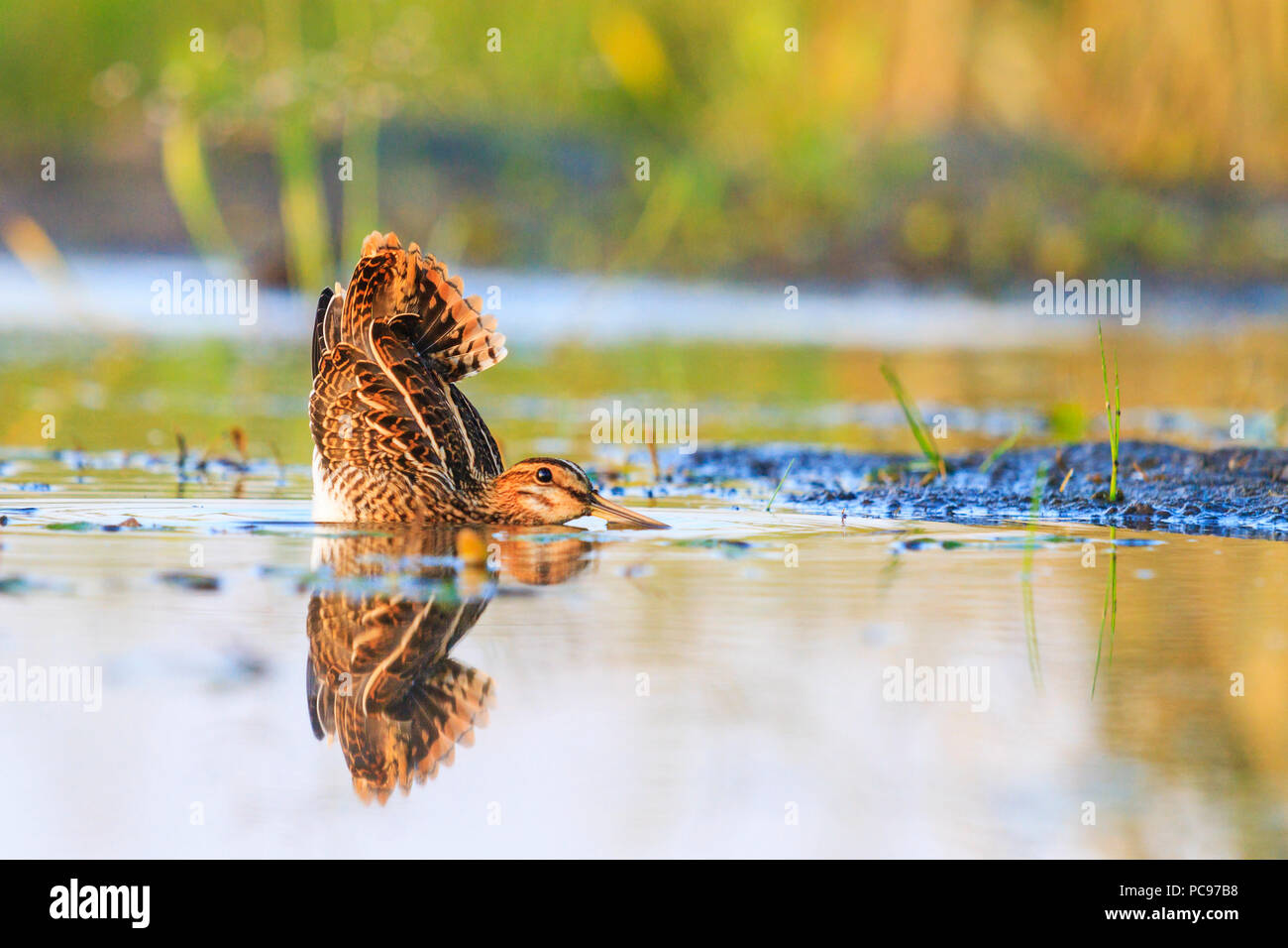 snipe in water was in an unusual position, wild birds Stock Photo - Alamy