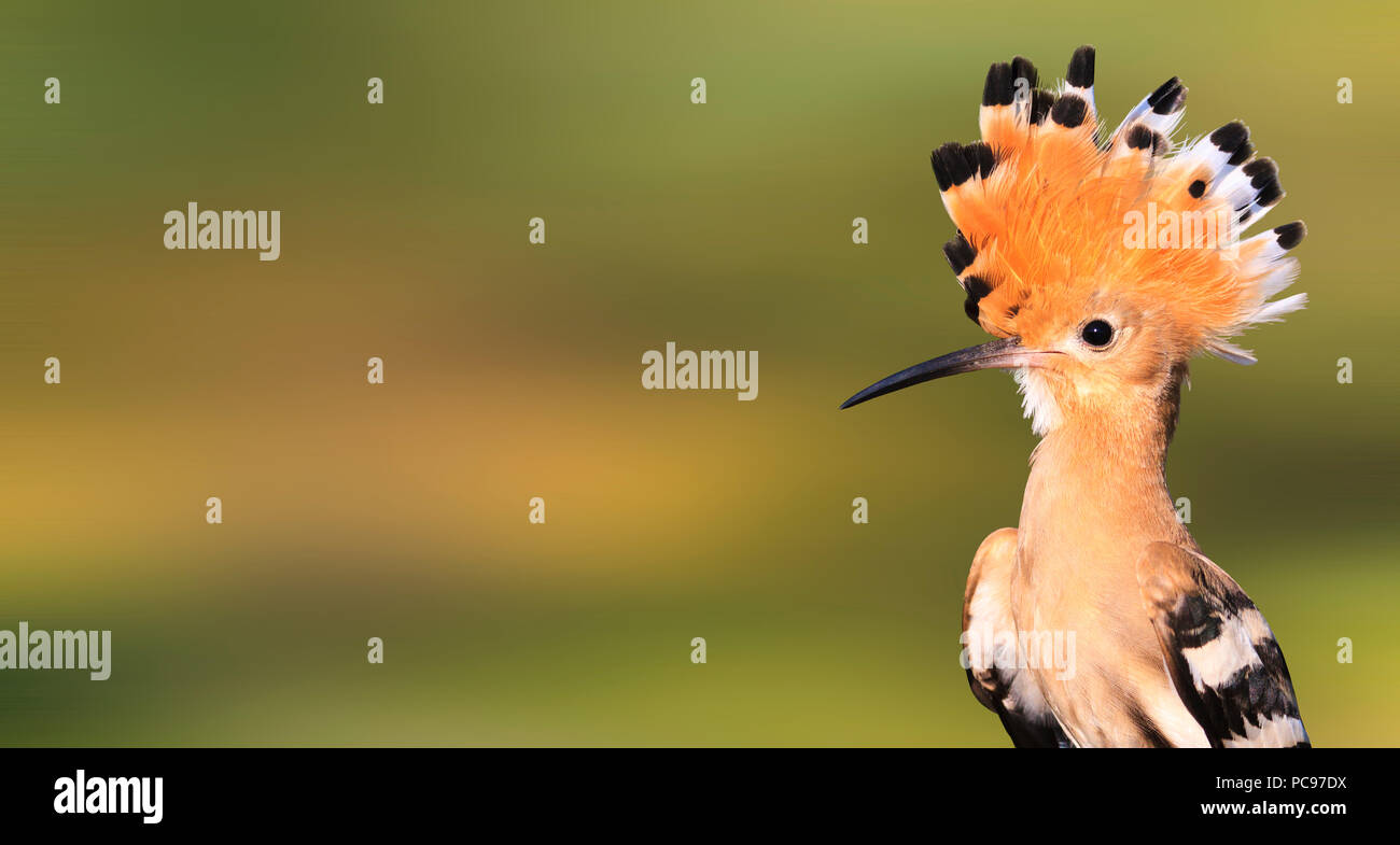 Bird with crest hi-res stock photography and images - Alamy