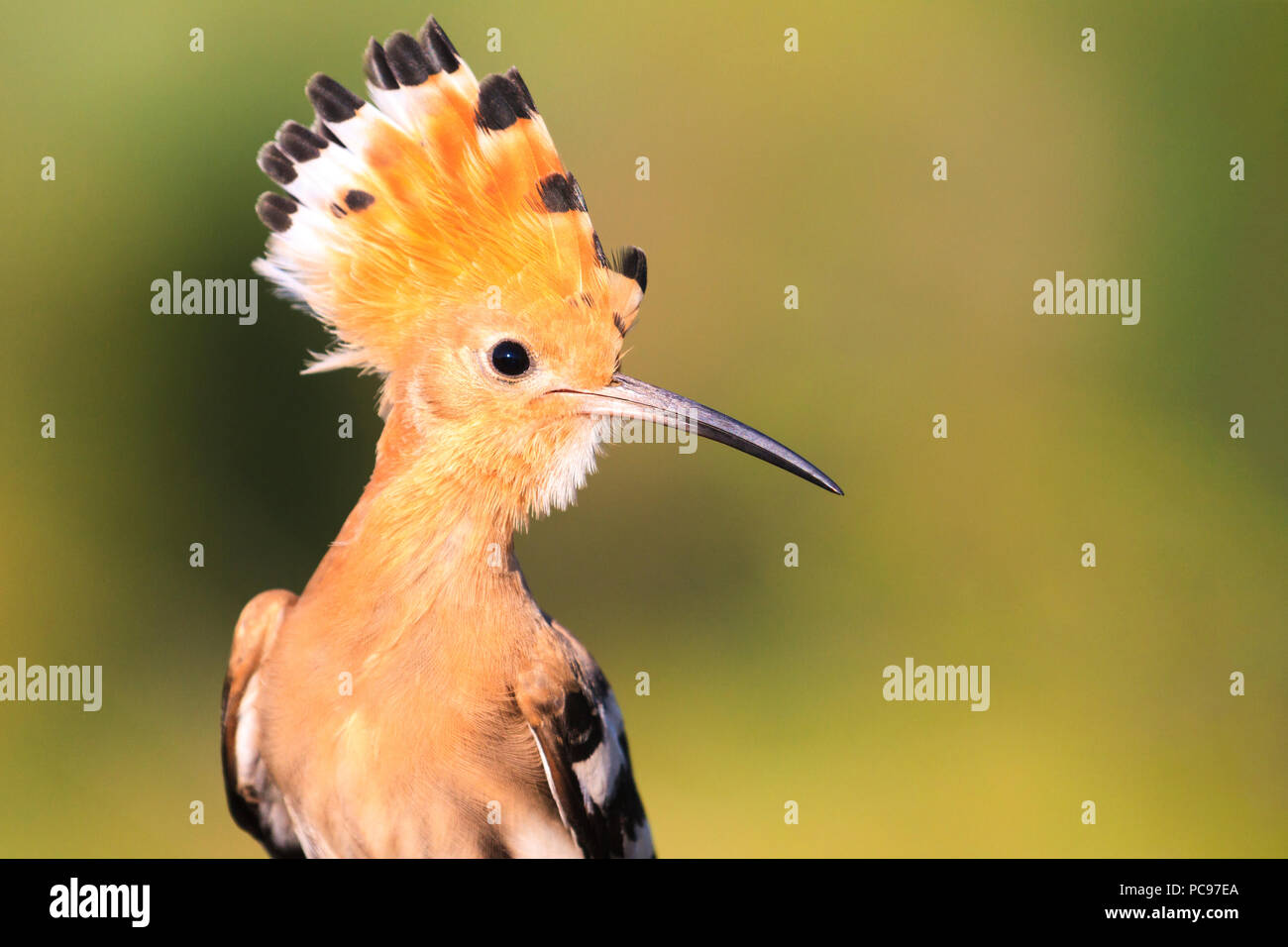 Hoopoe head hi-res stock photography and images - Alamy