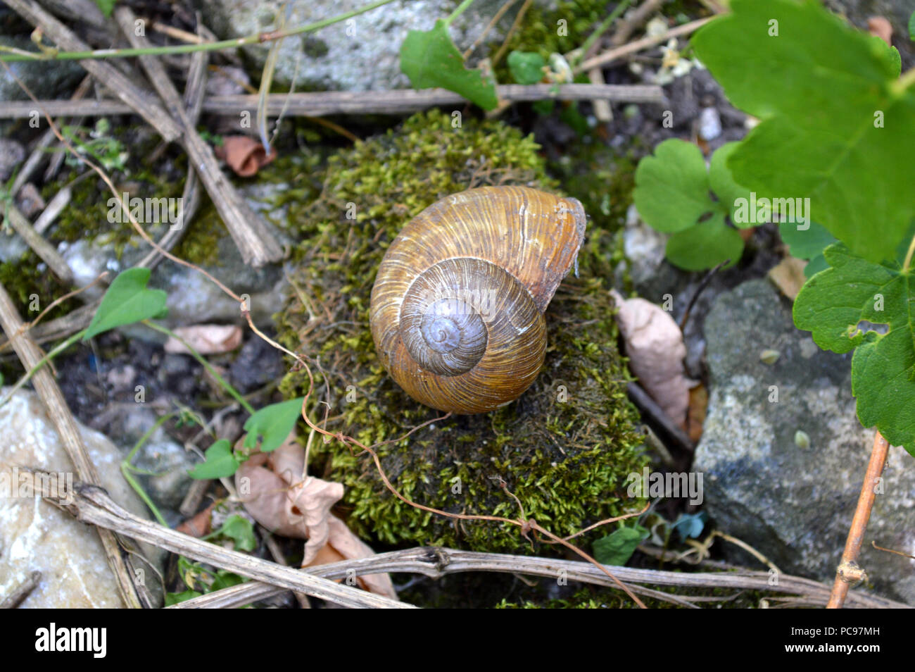 Jungle snail hi-res stock photography and images - Alamy