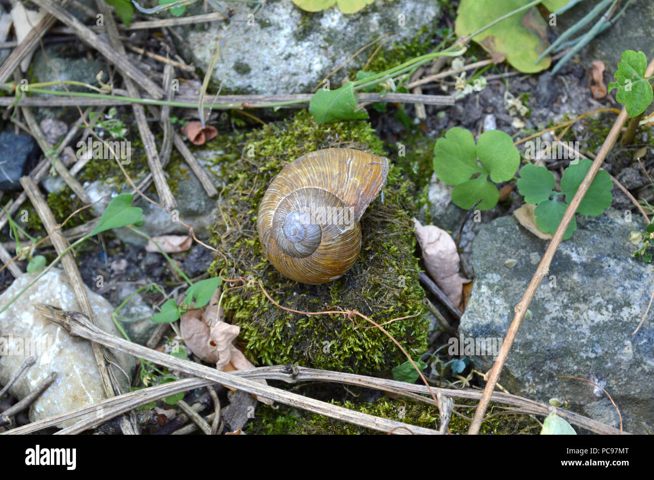 Food in plant slime hi-res stock photography and images - Alamy