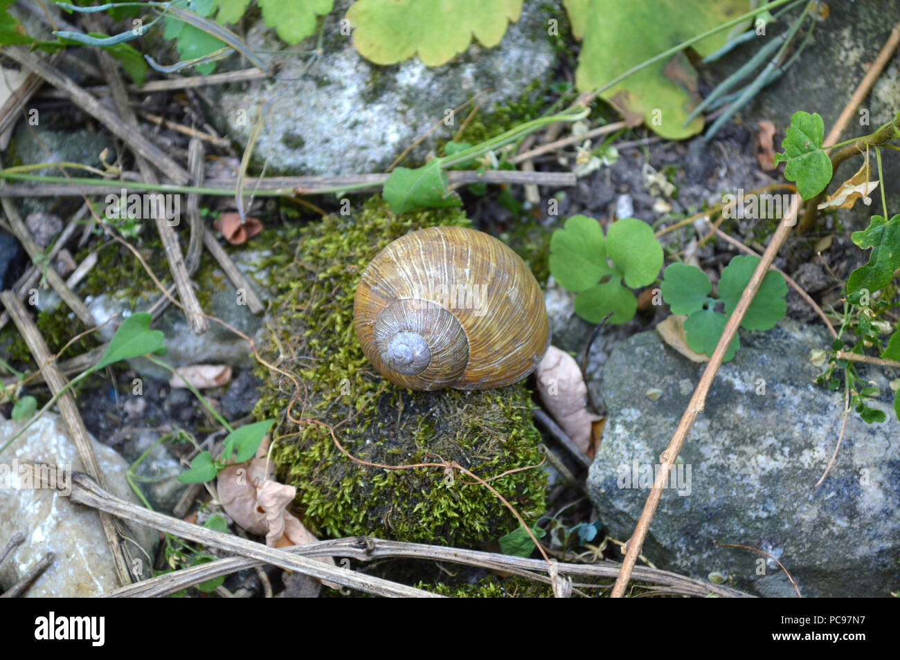 Food in plant slime hi-res stock photography and images - Alamy
