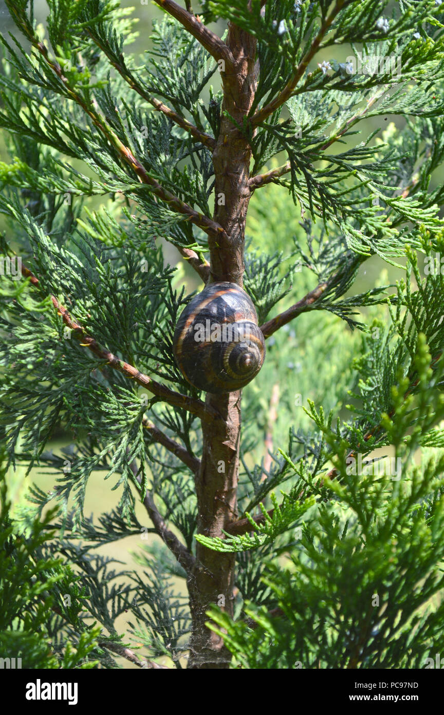 Snail Shell in the Forest Stock Photo - Alamy