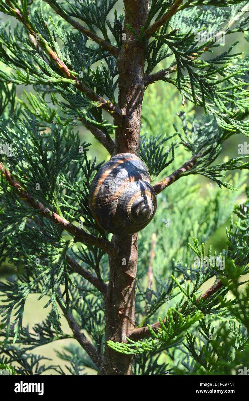 Snail Shell in the Forest Stock Photo - Alamy