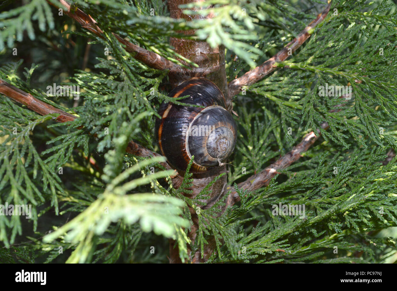 Jungle snail hi-res stock photography and images - Alamy