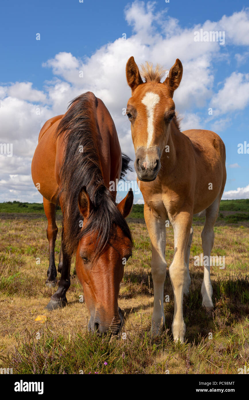 Mother pony hi-res stock photography and images - Alamy