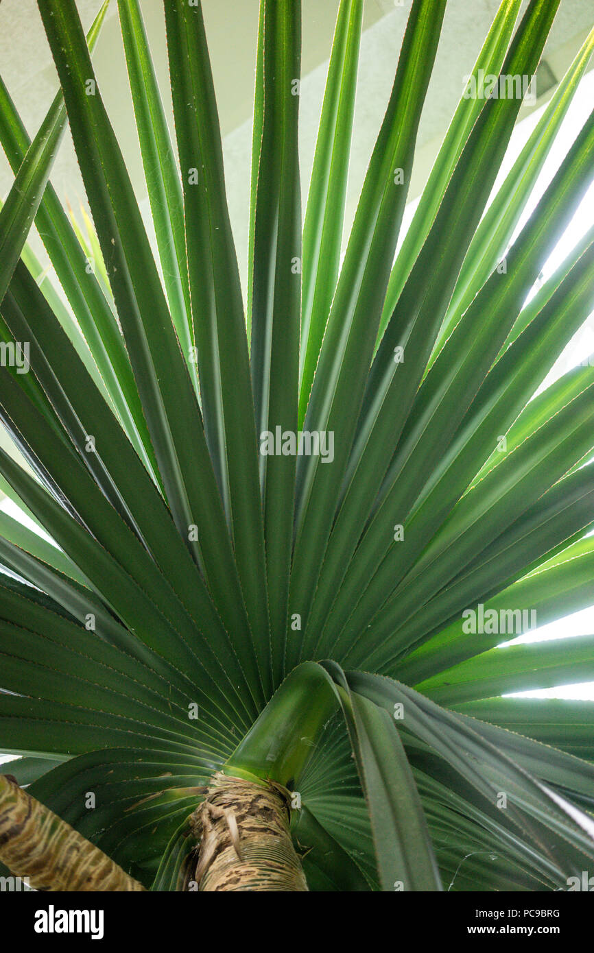 leaf of madagascar screw tree pandanus utilis Stock Photo - Alamy