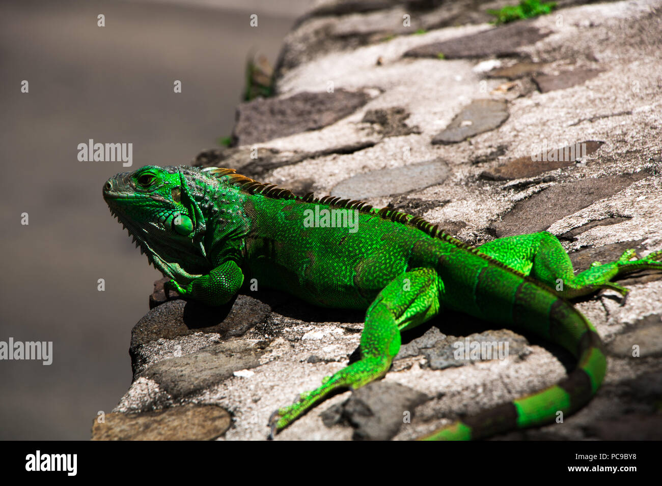 Green iguana lizard standing on a rock in the middle of a city park in ...