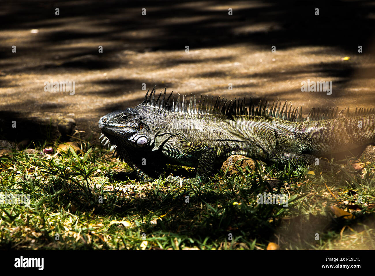 Brown iguana lizard standing on a rock in the middle of a city park in ...