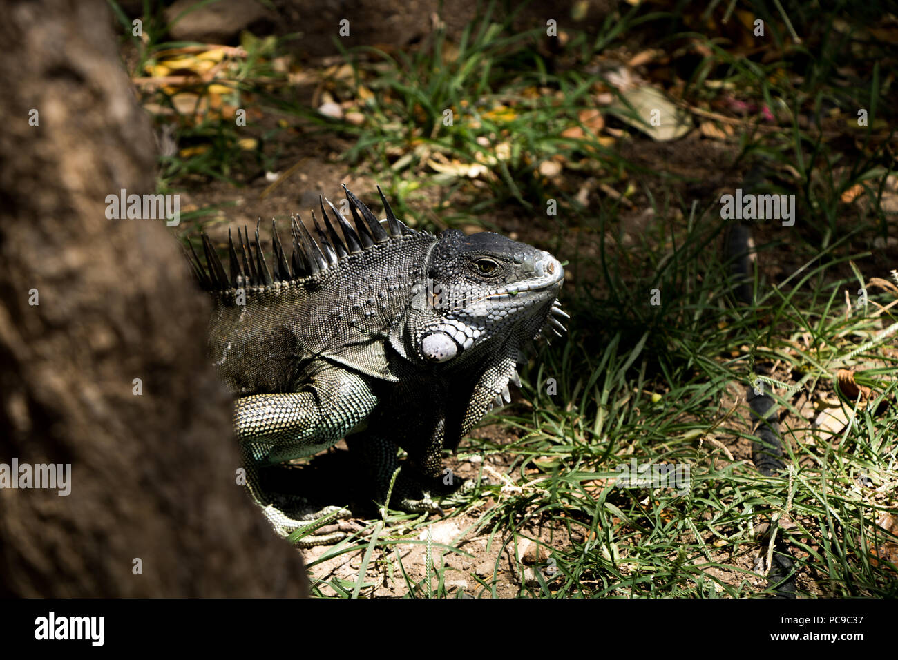 Brown iguana lizard standing on a rock in the middle of a city park in ...
