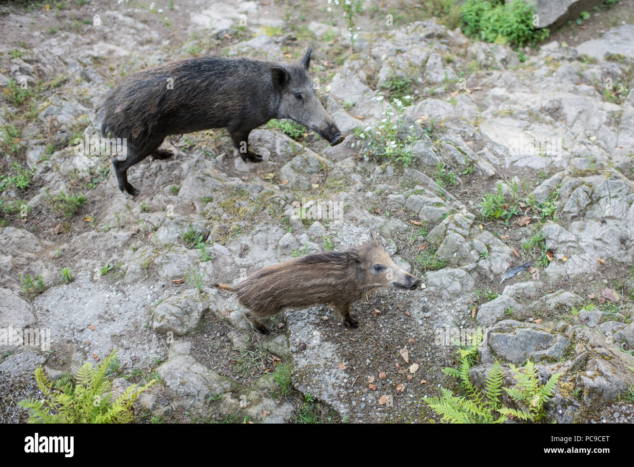 Boar head silhouette hi-res stock photography and images - Alamy