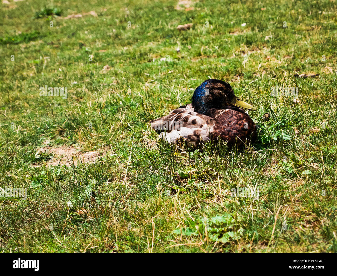 Mallard Duck Relaxing in the Sun Stock Photo - Alamy