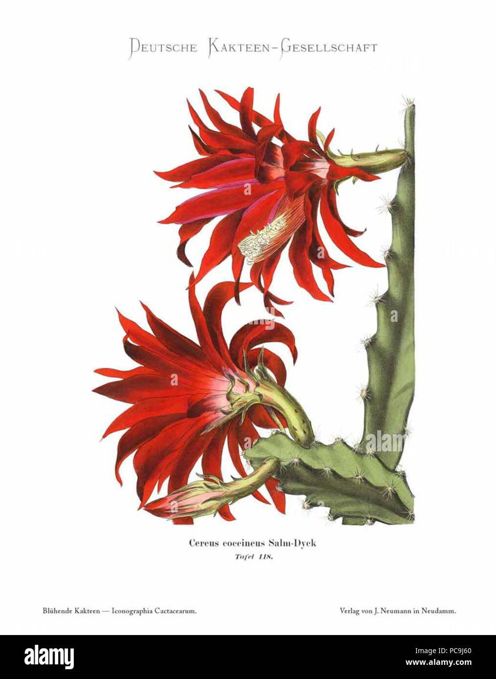 Rare blooms Cut Out Stock Images & Pictures - Alamy