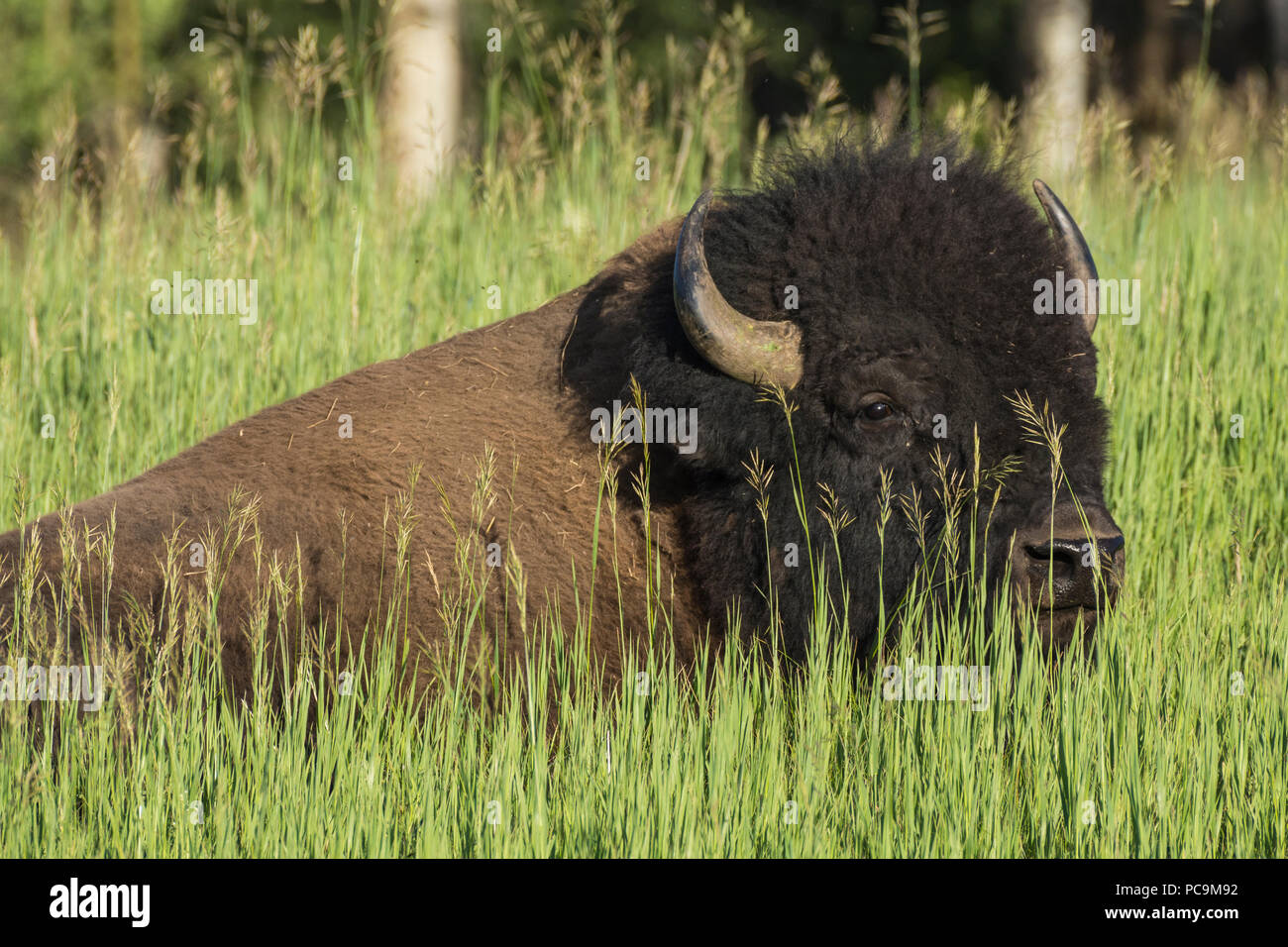 Large male bison (bison bison) in spring grass, Elk Island National ...