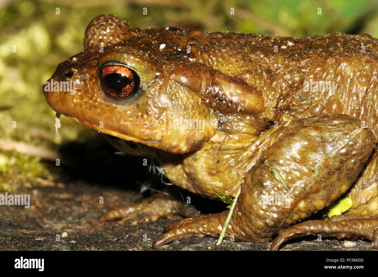 Bufu bufo; common toad in Breton cottage garden Stock Photo - Alamy