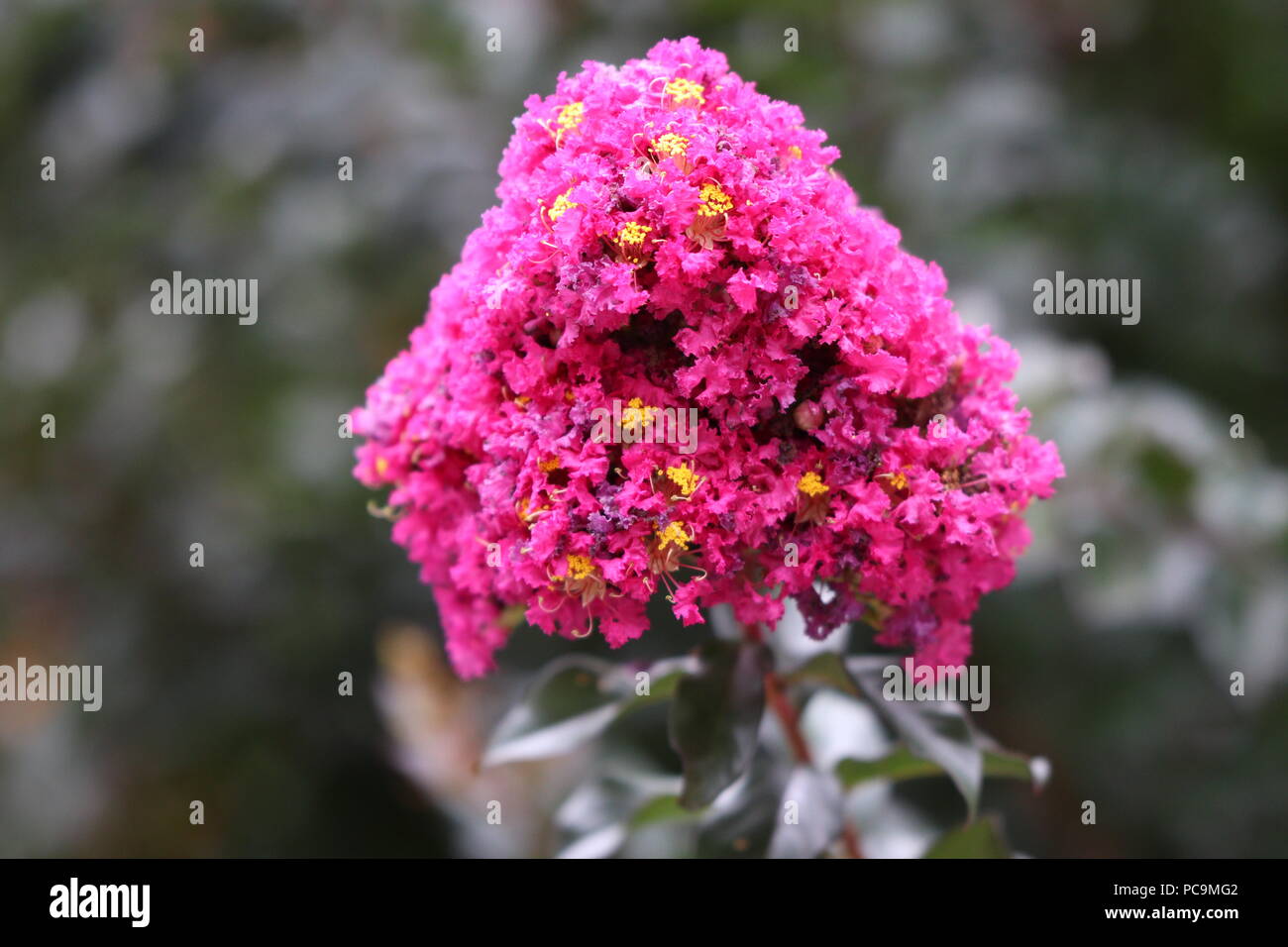 Crape myrtle tree red hi-res stock photography and images - Alamy