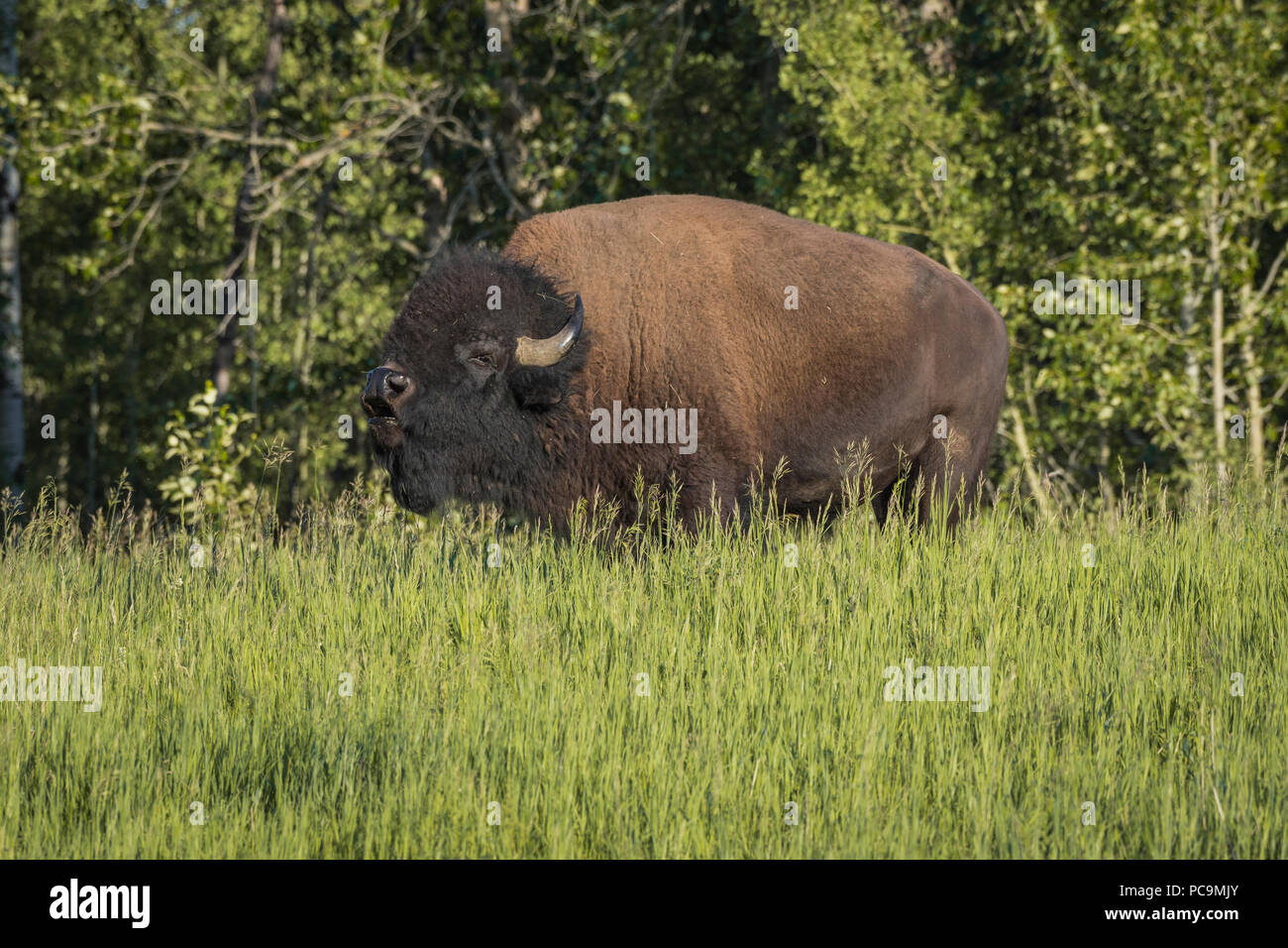 Large male bison (bison bison) in spring grass, Elk Island National ...