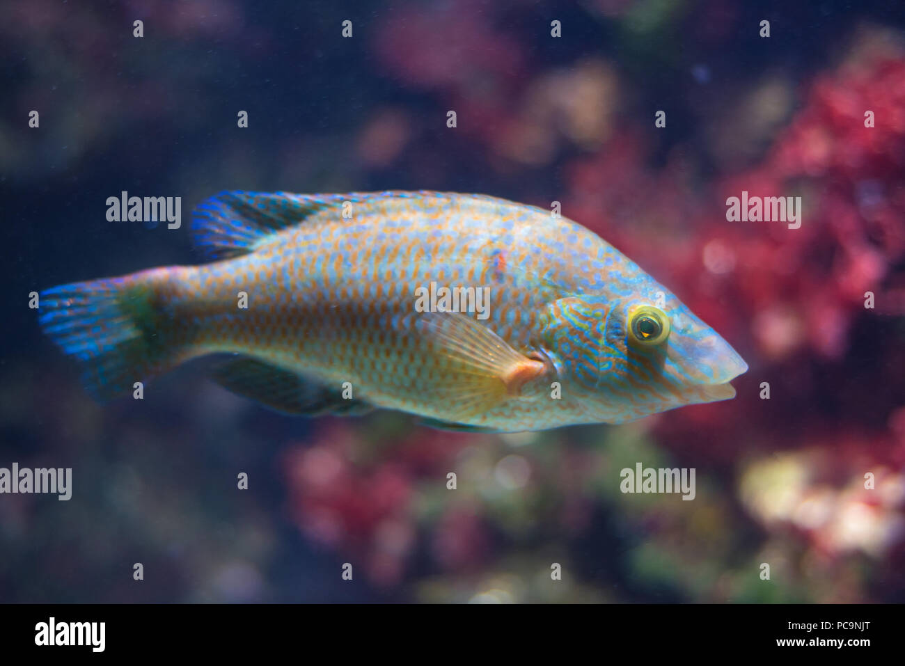 Sub tropical fish hi-res stock photography and images - Alamy
